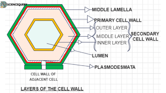Do animal cells have the cell wall? - Science Query