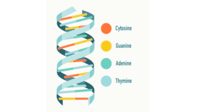 What is an EcoRI restriction enzyme? - Science Query