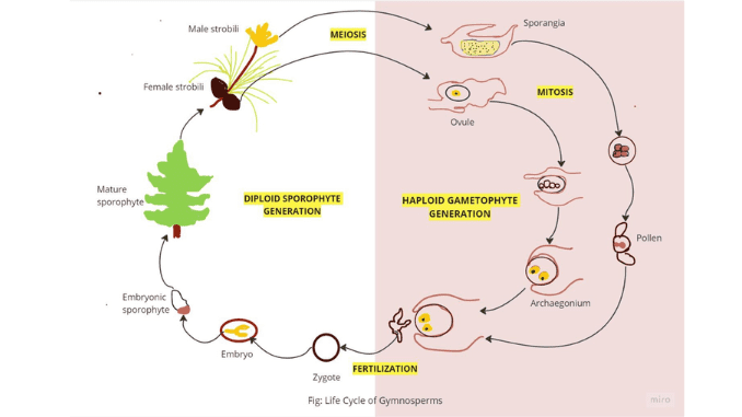 Exploring the life cycle of gymnosperm - ScienceQuery