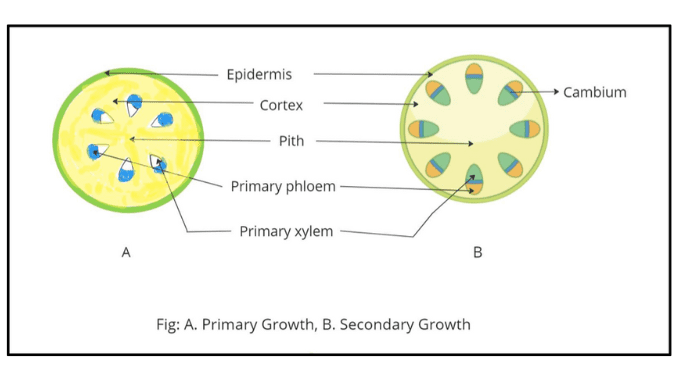 Role of vascular cambium in plant growth and development - Science Query