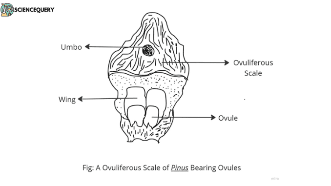 Exploring the life cycle of gymnosperm - ScienceQuery