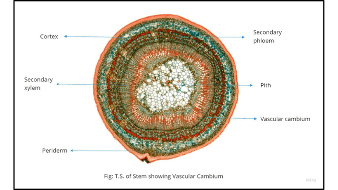Role of vascular cambium in plant growth and development - Science Query
