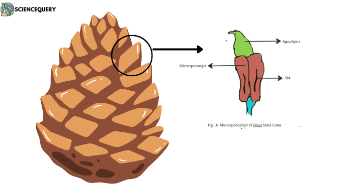 Exploring the life cycle of gymnosperm - ScienceQuery