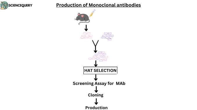 Antisera: Harnessing the power of antibodies - Science Query