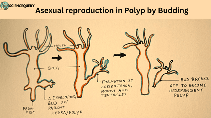 Difference between Polyp Vs Medusa - Science Query
