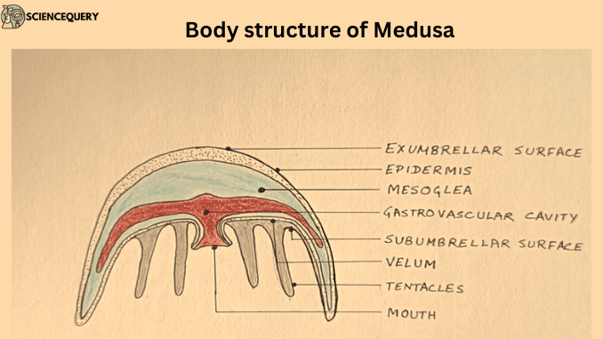 Difference between Polyp Vs Medusa - Science Query