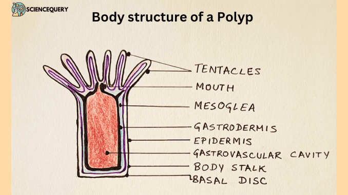 Difference between Polyp Vs Medusa - Science Query