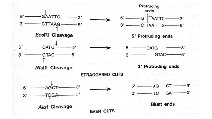 What are the different types of restriction enzymes ? - ScienceQuery