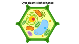 Cytoplasmic inheritance - ScienceQuery