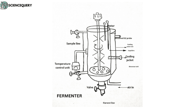 What is fermenter? - Science Query