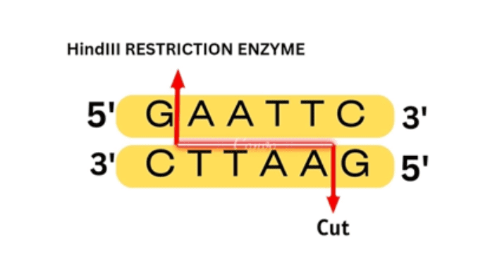 HindIII restriction enzyme: The molecular scissors - Science Query
