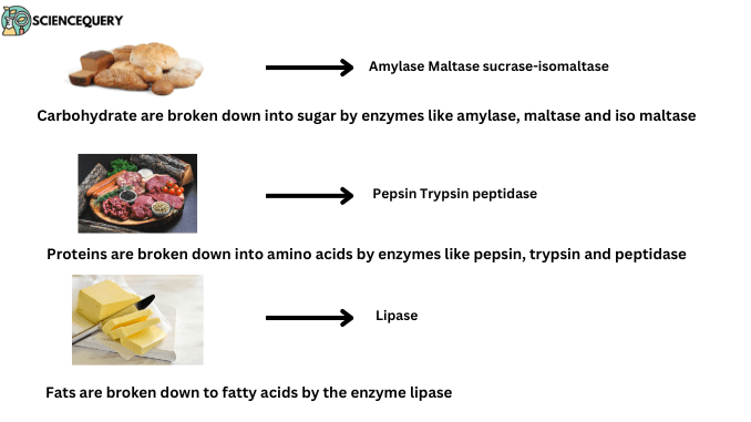 Pancreatic enzymes - ScienceQuery