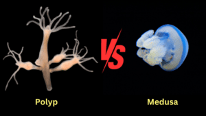 Difference between Polyp Vs Medusa - ScienceQuery