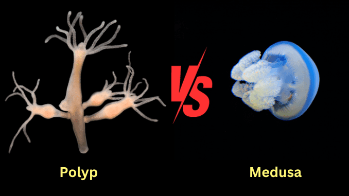 Difference between Polyp Vs Medusa - Science Query