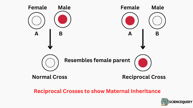 Cytoplasmic inheritance - Science Query