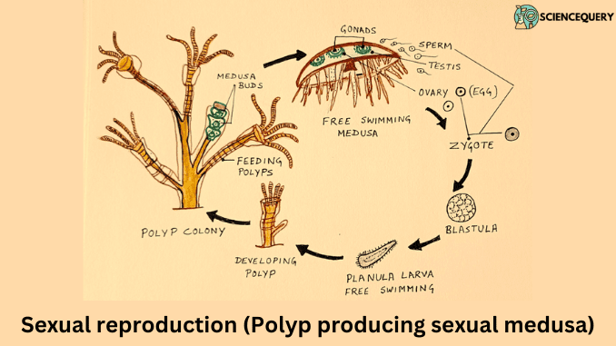 Difference between Polyp Vs Medusa - Science Query