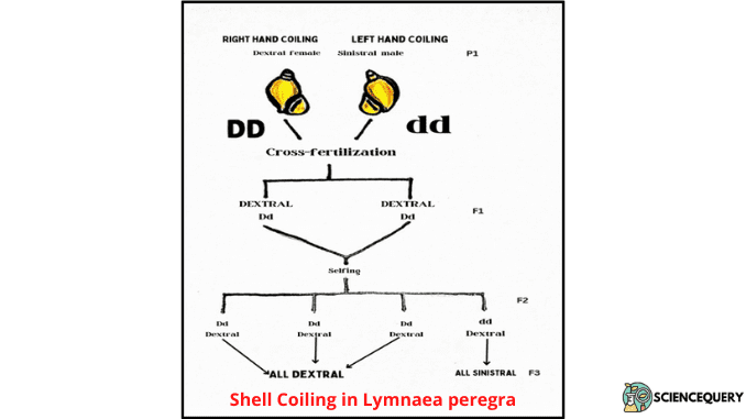 Cytoplasmic inheritance - ScienceQuery