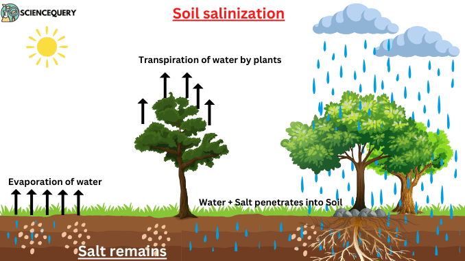 Soil salinization: Causes, effects and mitigation strategies - Science Query