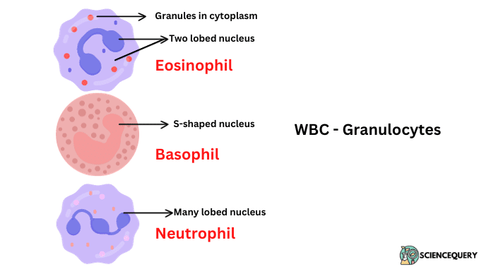 White blood cells and red blood cells - Science Query