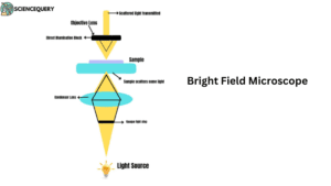 Bright Field Microscope - ScienceQuery