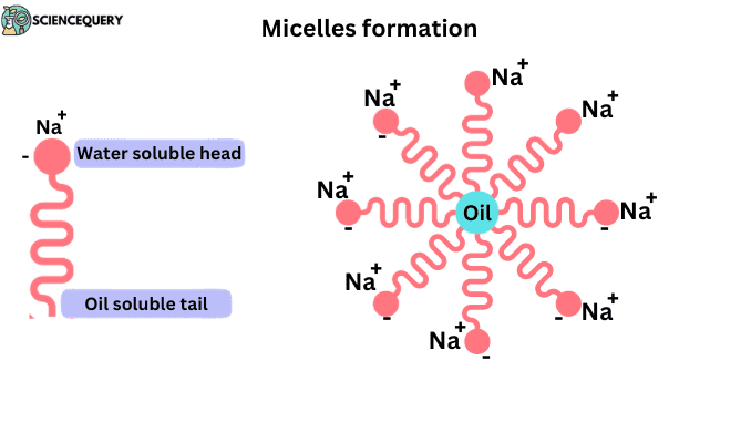 Difference between soap and detergent as cleaning agents - Science Query