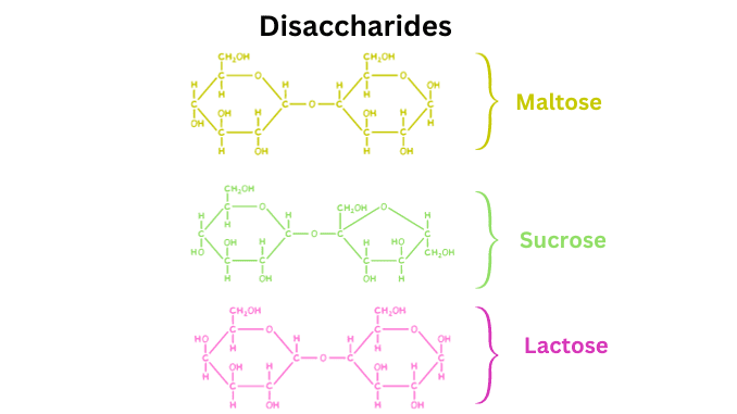 Disaccharides - Science Query