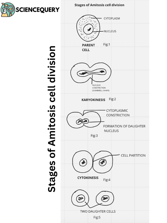 What is amitosis in cell division - ScienceQuery