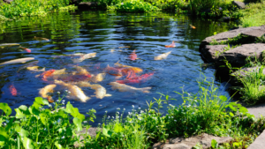 Ecosystem in Pond - ScienceQuery