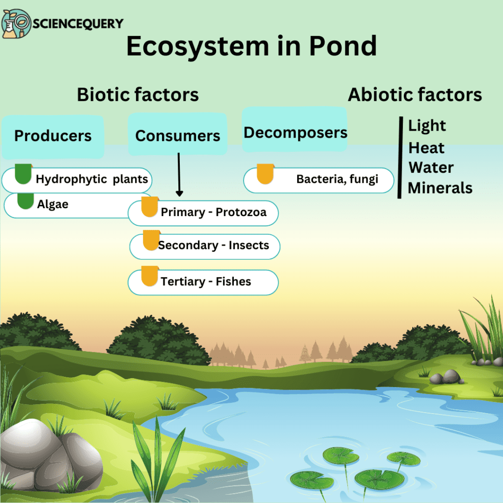Ecosystem in Pond - ScienceQuery
