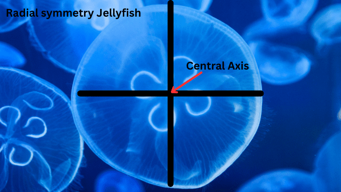 Radial Symmetry - ScienceQuery