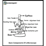 Different Microscope parts labelled - ScienceQuery