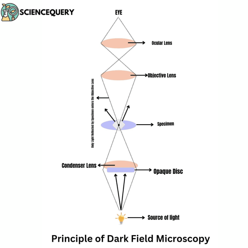 Dark Field Microscope - ScienceQuery