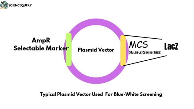 pUC19 Vector - ScienceQuery