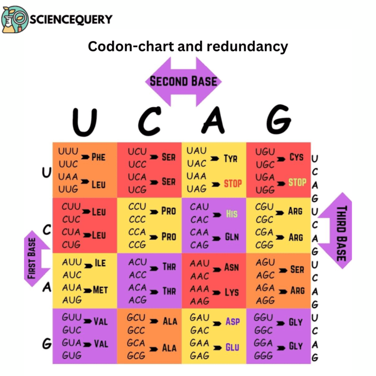 Genetic Codons - ScienceQuery