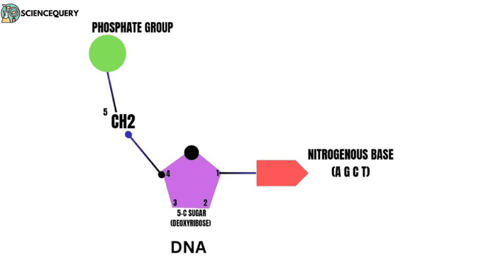 Template vs Coding Strand - Science Query