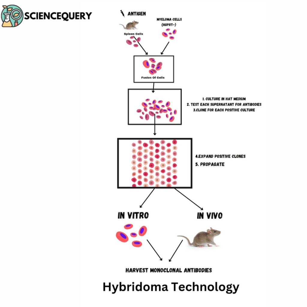Hybridoma technology - ScienceQuery