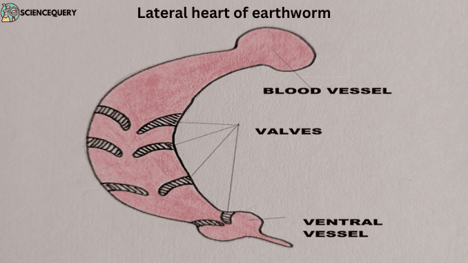 Earthworm circulatory system - ScienceQuery