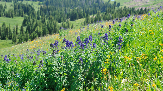 Biome in North America - ScienceQuery