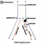 Template vs Coding Strand - ScienceQuery