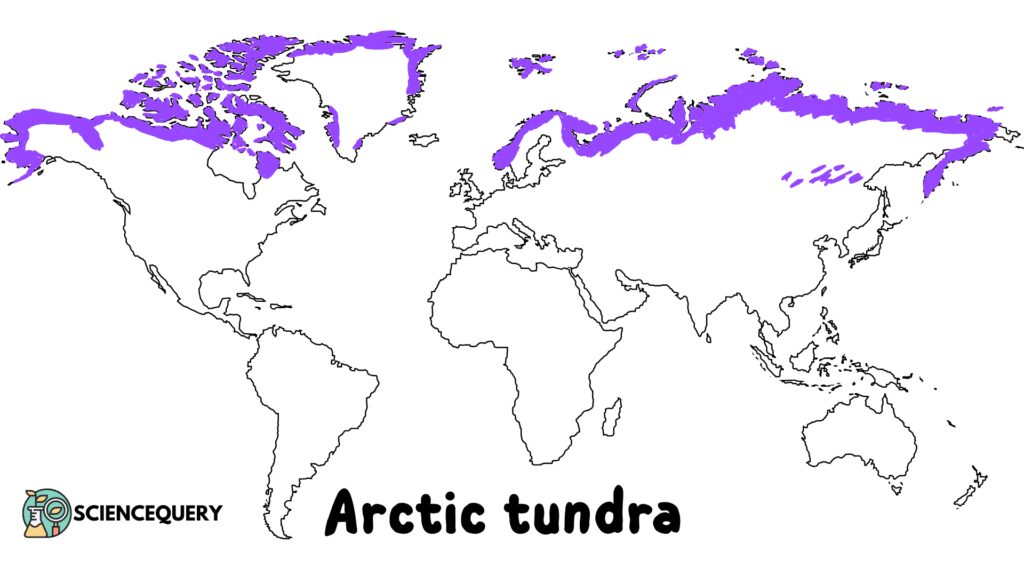 Tundra Biome Food Chain - ScienceQuery
