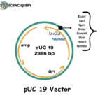 pUC19 Vector - ScienceQuery