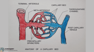 Capillaries : Definition, functions and significance - ScienceQuery
