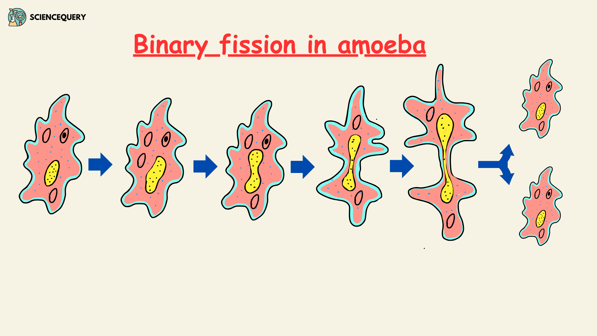 Binary Fission in Amoeba - ScienceQuery