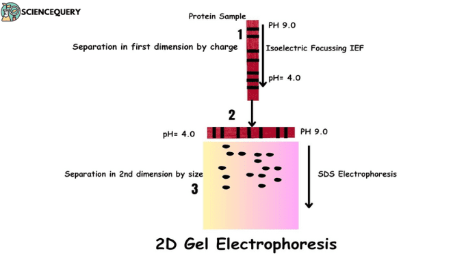 2D-gels - ScienceQuery