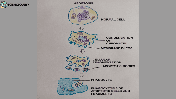 Apoptosis And Necrosis Sciencequery