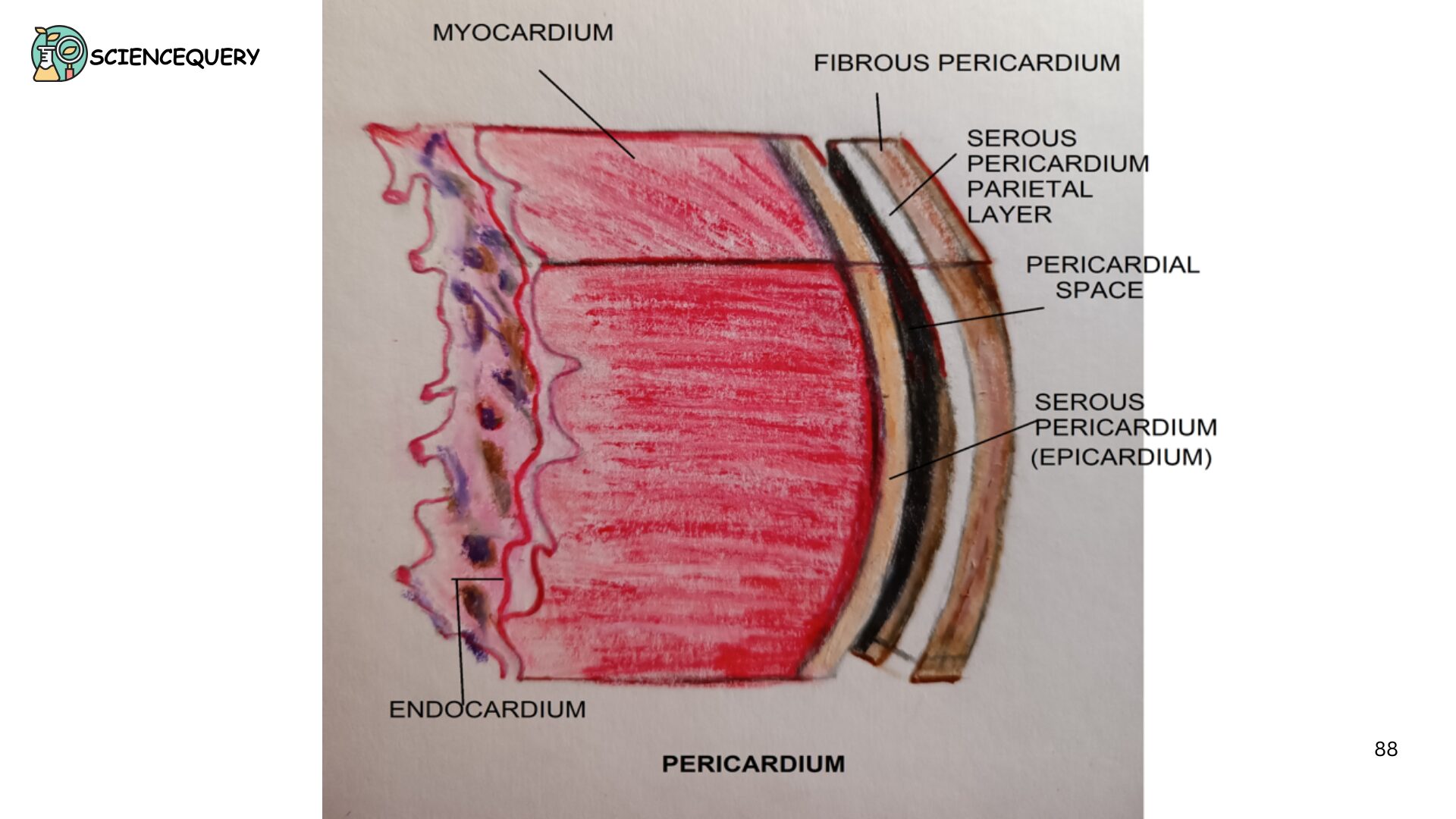 What is Pericardium? - ScienceQuery