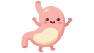 What is the primary function of hydrochloric acid in the stomach ...